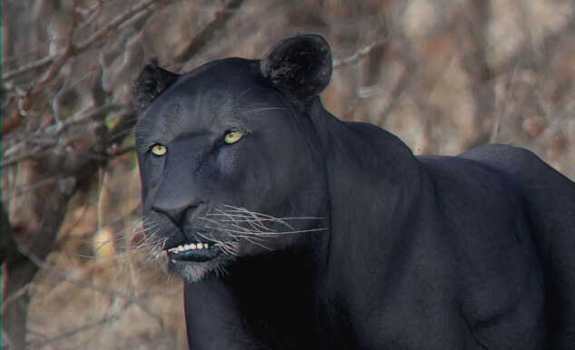 Animated Panther - 3D Model by NoneCG