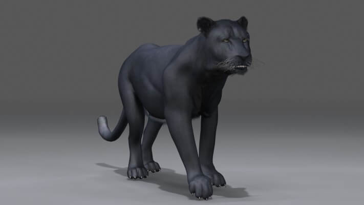 Animated Panther - 3D Model by NoneCG