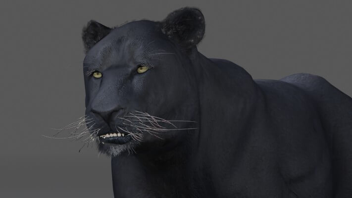 Animated Panther - 3D Model by NoneCG