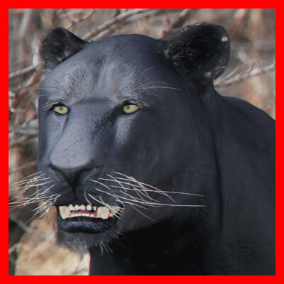 Animated Panther - 3D Model by NoneCG