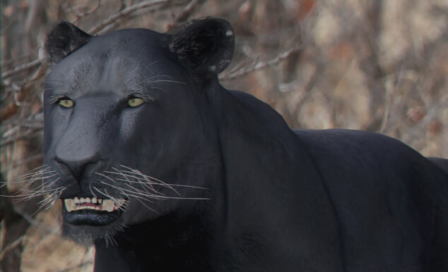 Animated Panther - 3D Model by NoneCG