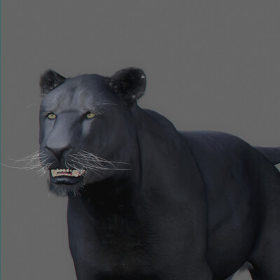Animated Panther - 3D Model by NoneCG