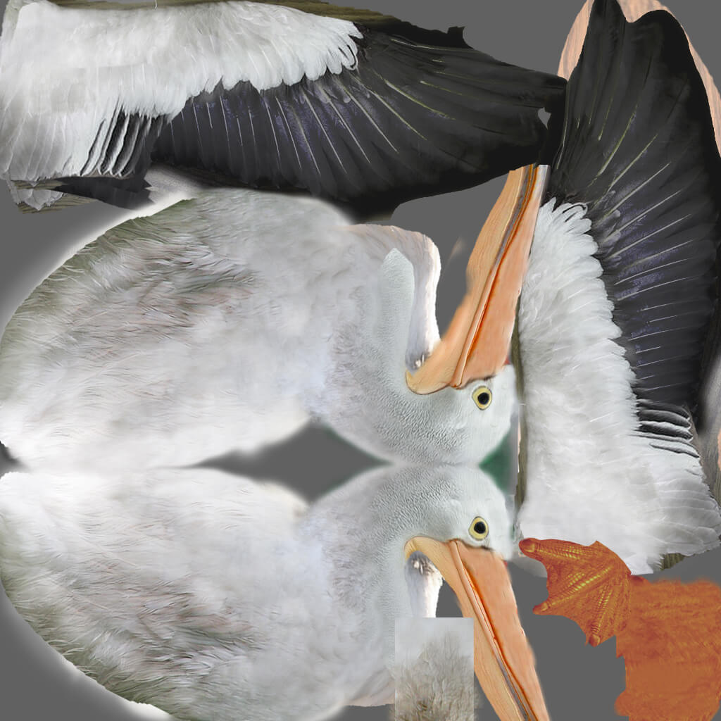 Animated Pelican - 3D Model by NoneCG