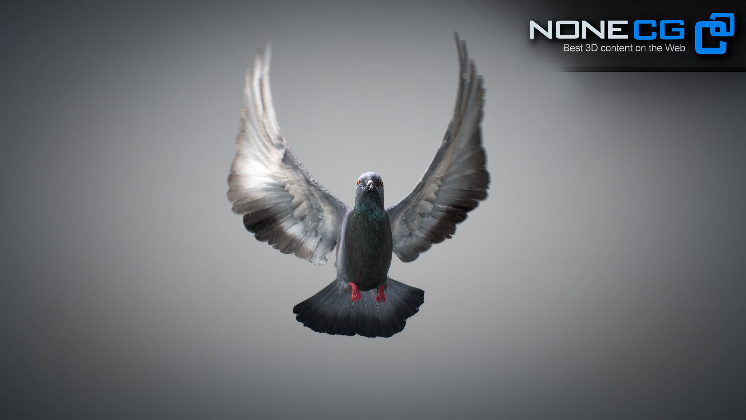 Animated Doves by NoneCG