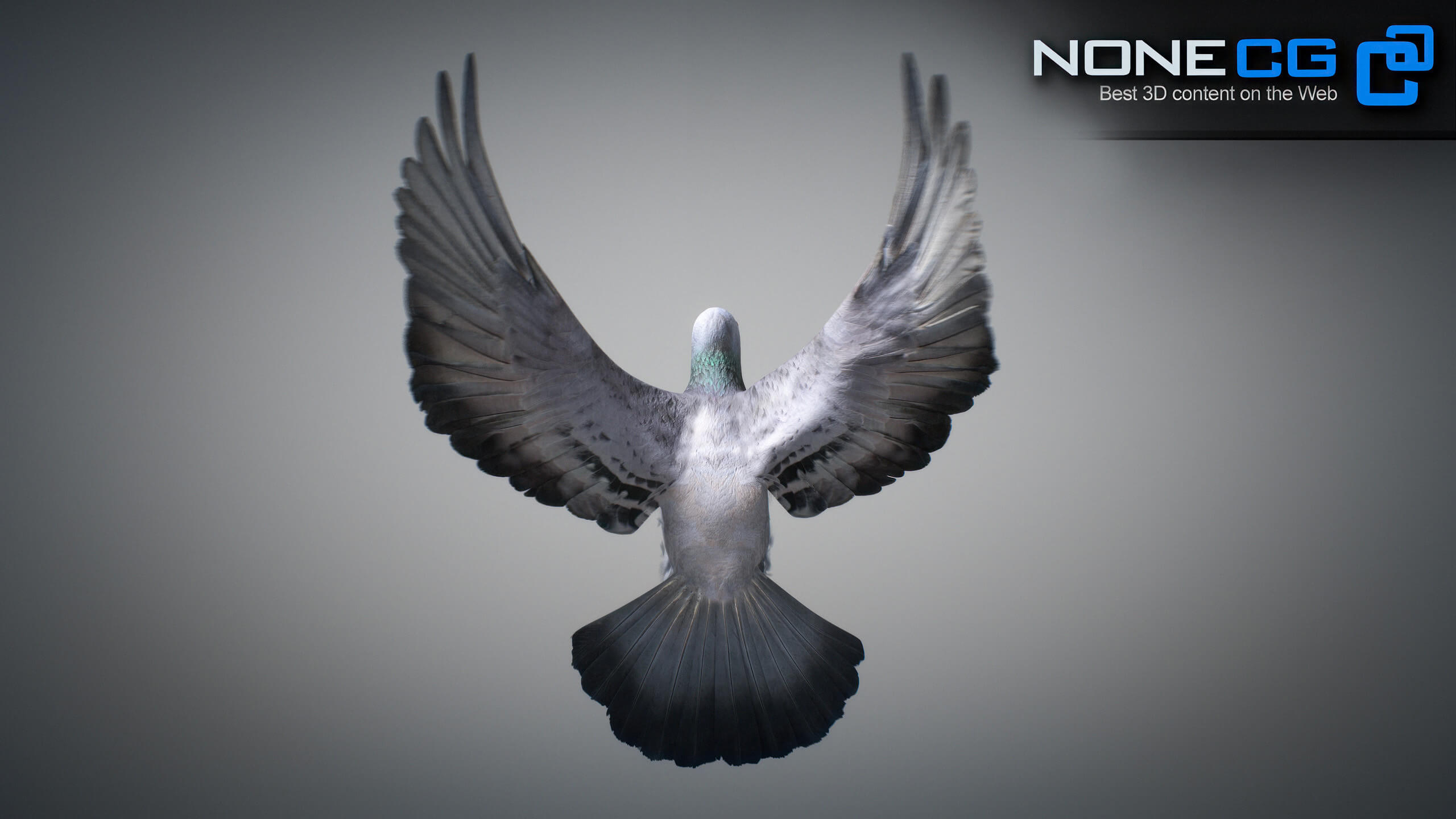 Animated Doves by NoneCG