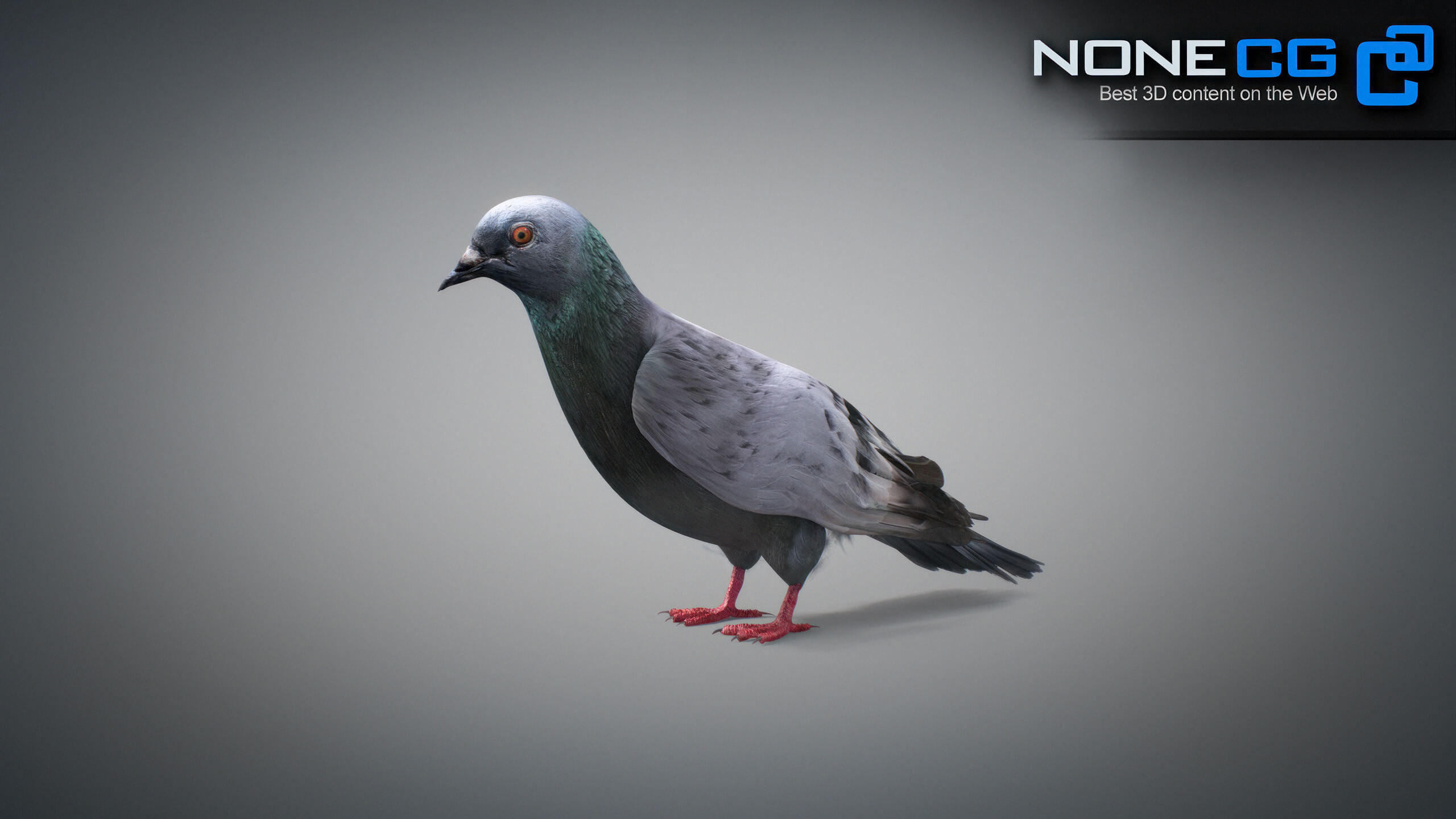 Animated Doves by NoneCG