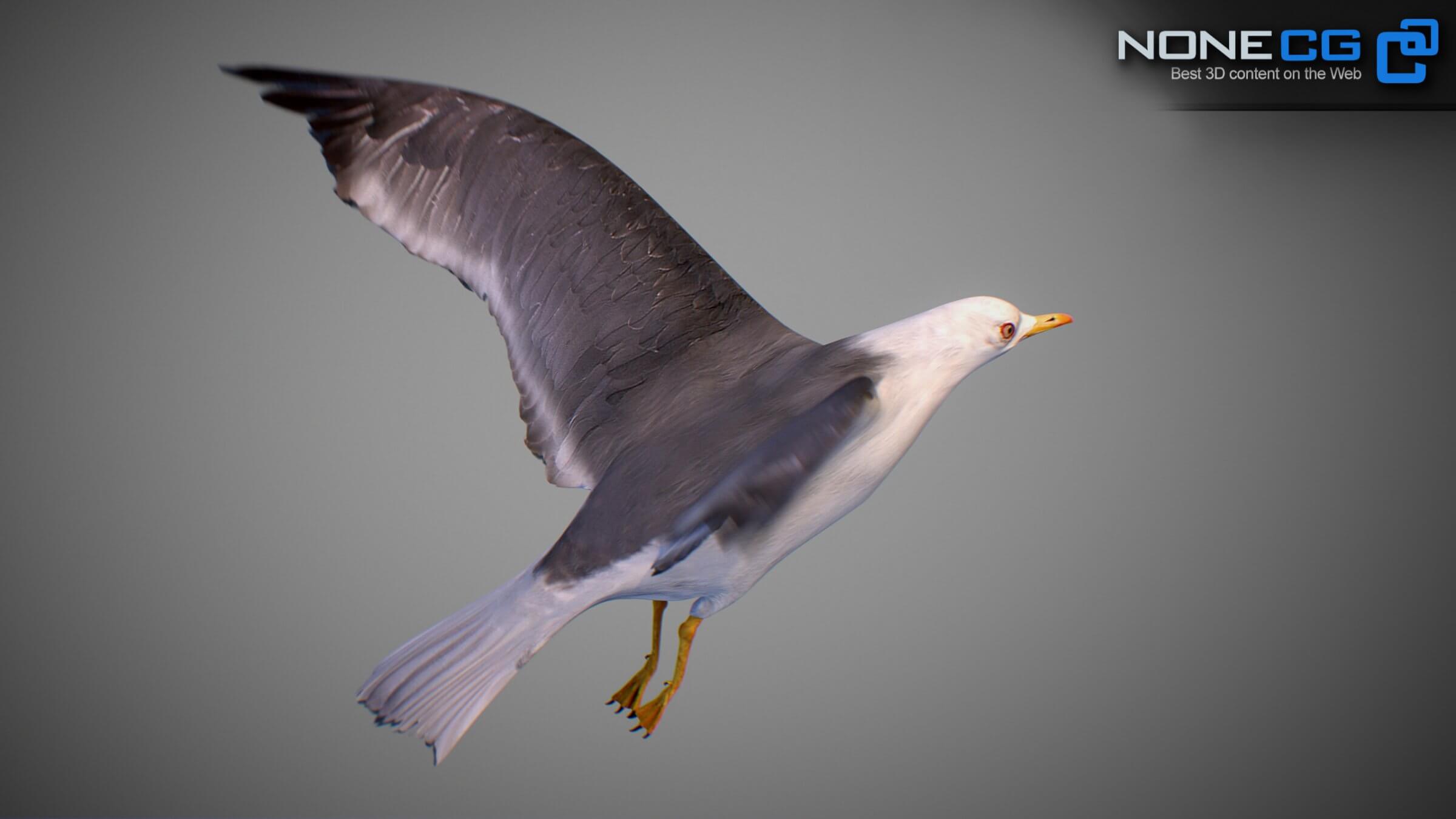 Animated Seagull - 3D Model by NoneCG