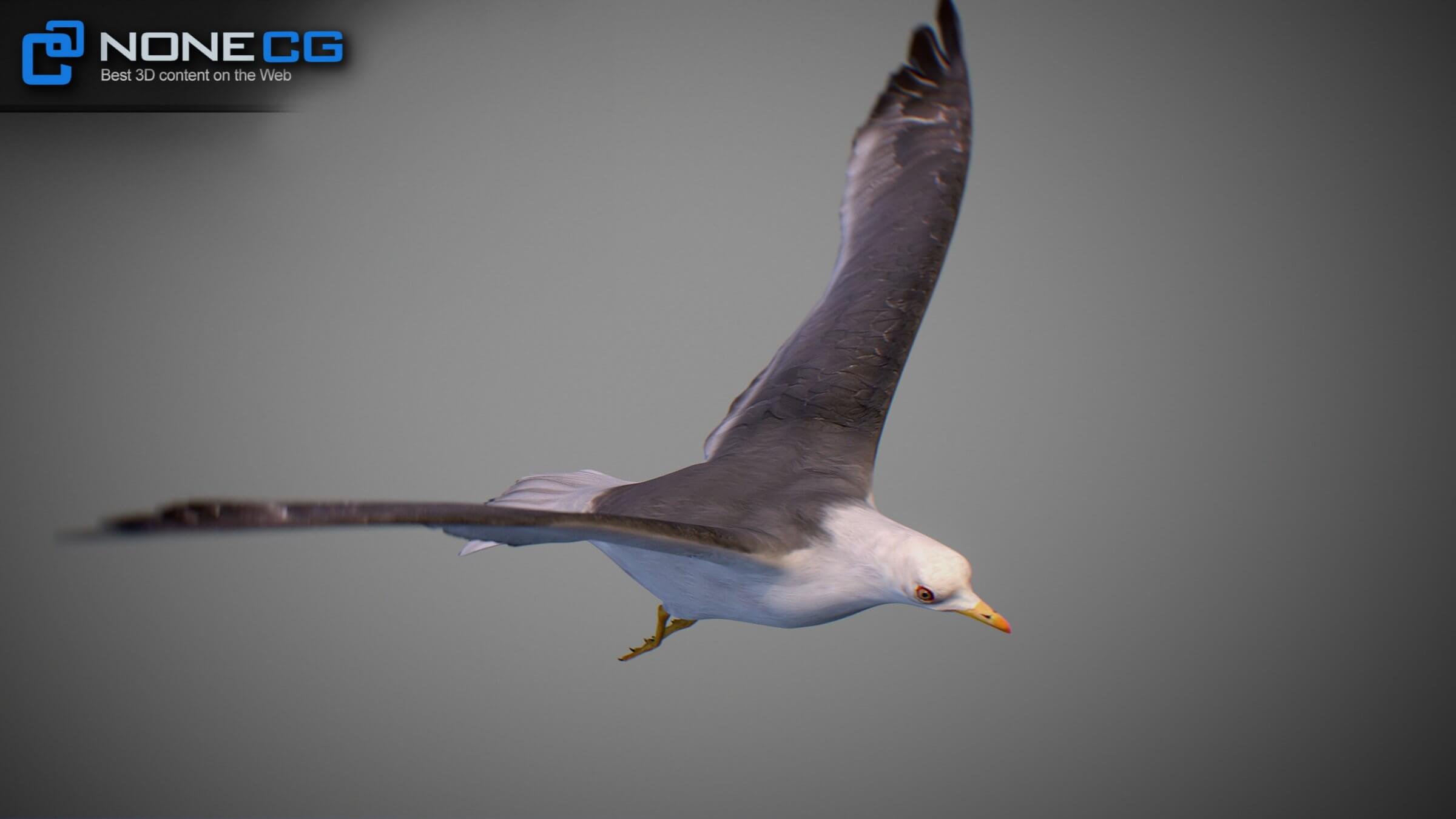 Animated Seagull - 3D Model by NoneCG