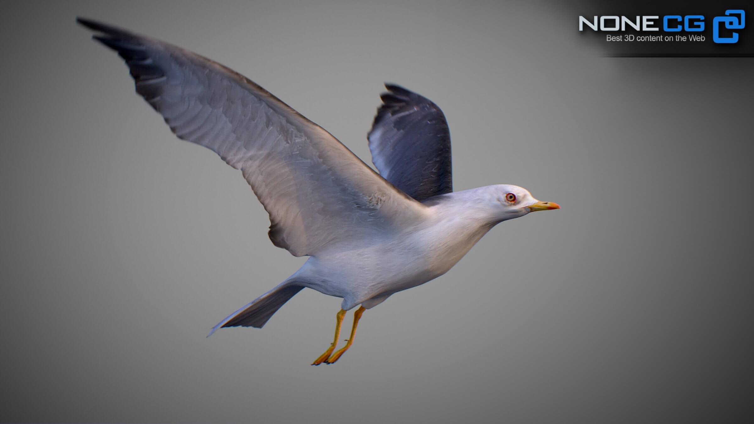 Animated Seagull - 3D Model by NoneCG