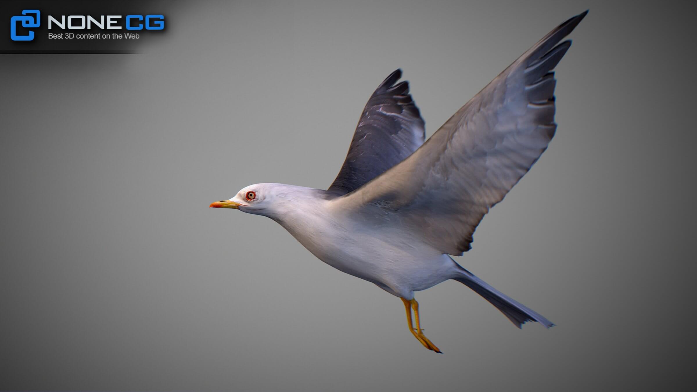 Animated Seagull - 3D Model by NoneCG