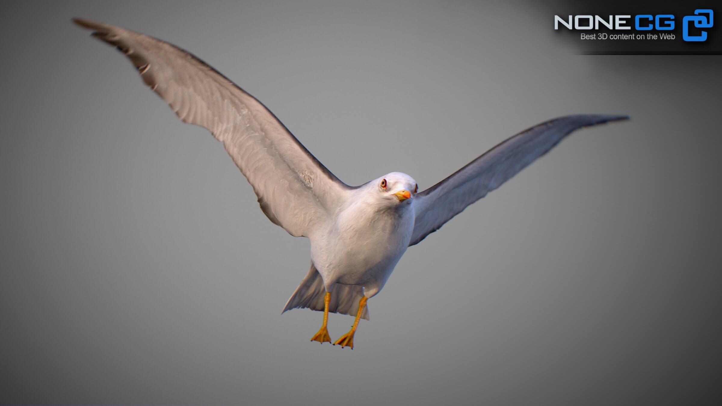 Animated Seagull - 3D Model by NoneCG