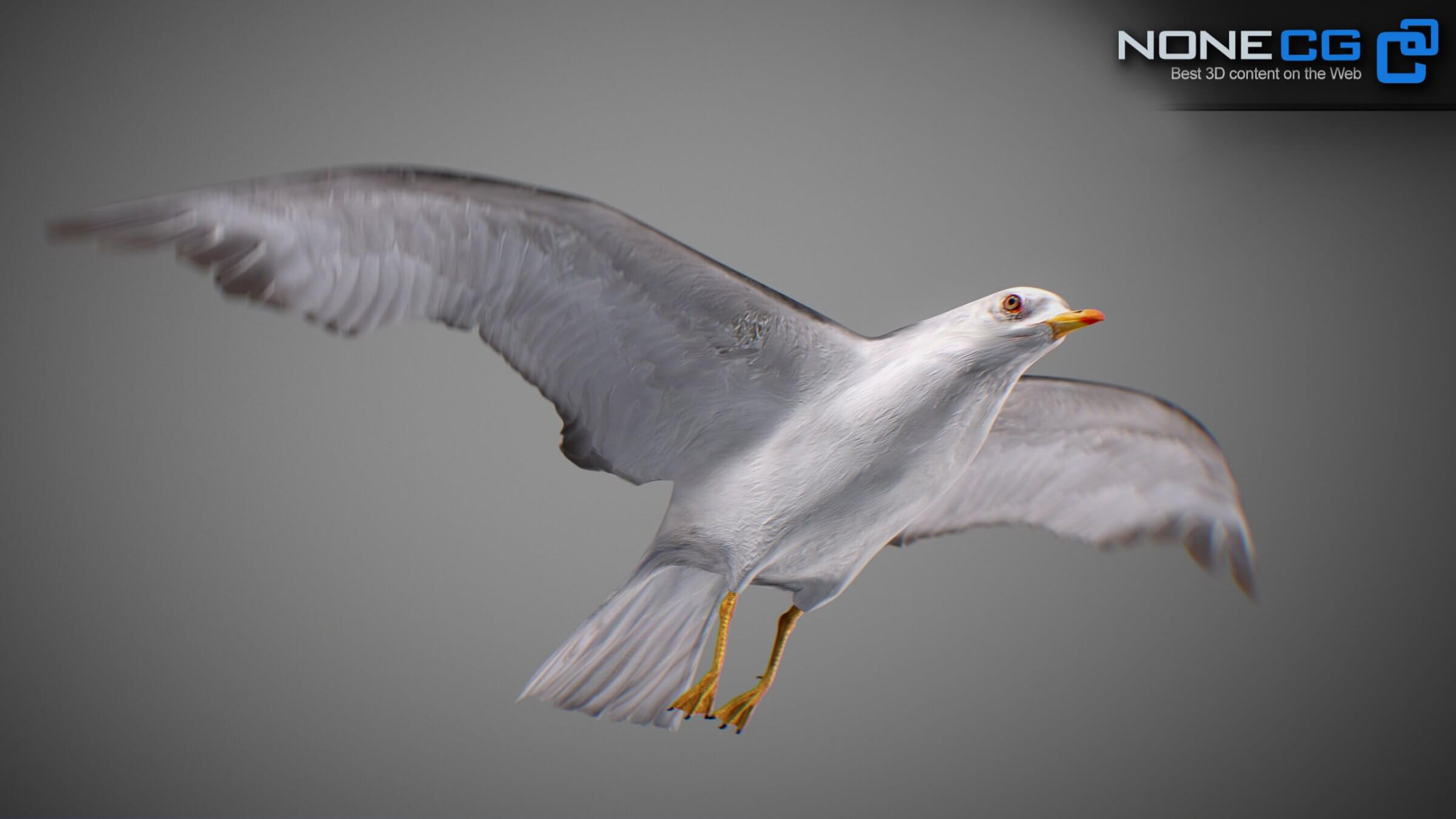 Animated Seagull - 3D Model by NoneCG