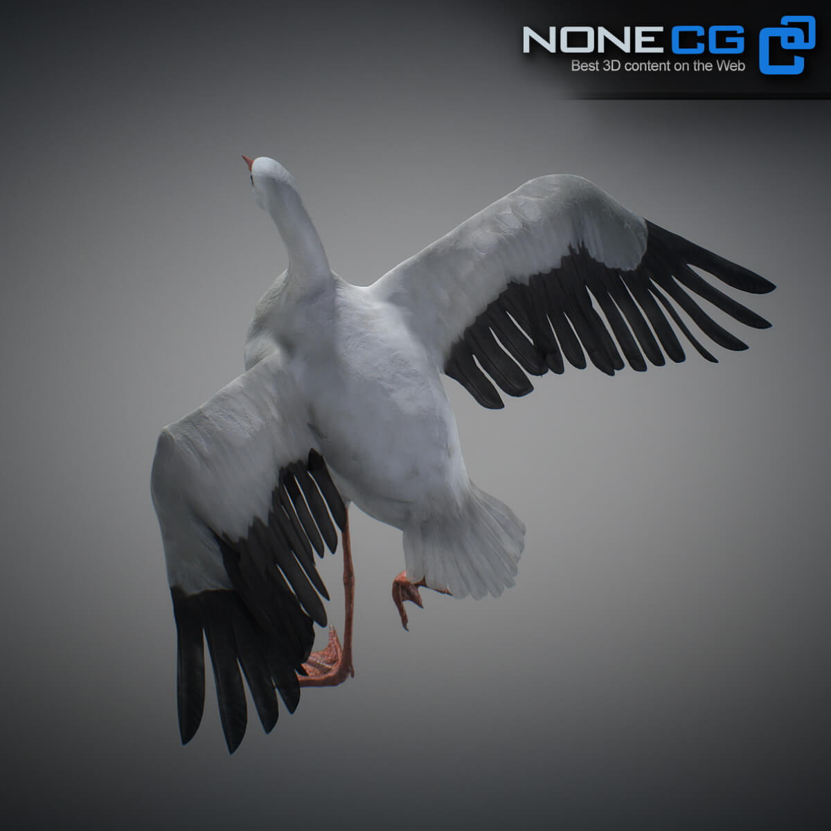 Animated Stork - 3D Model by NoneCG