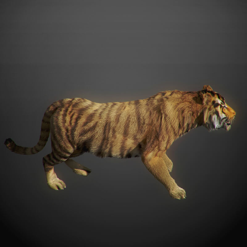 Animated Tiger - 3D Model by NoneCG