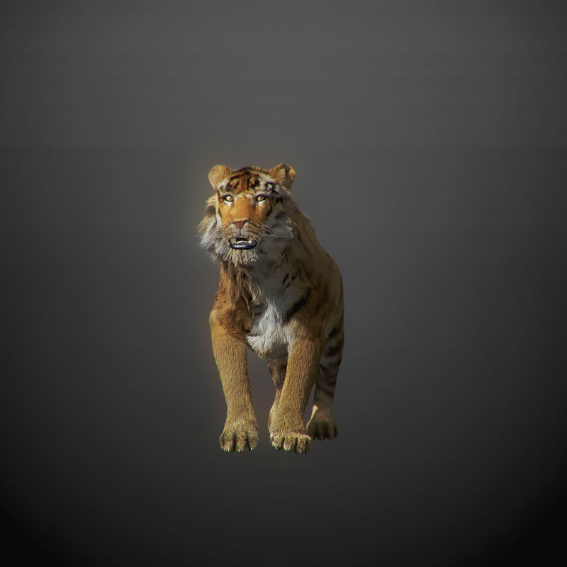 Animated Tiger - 3D Model by NoneCG