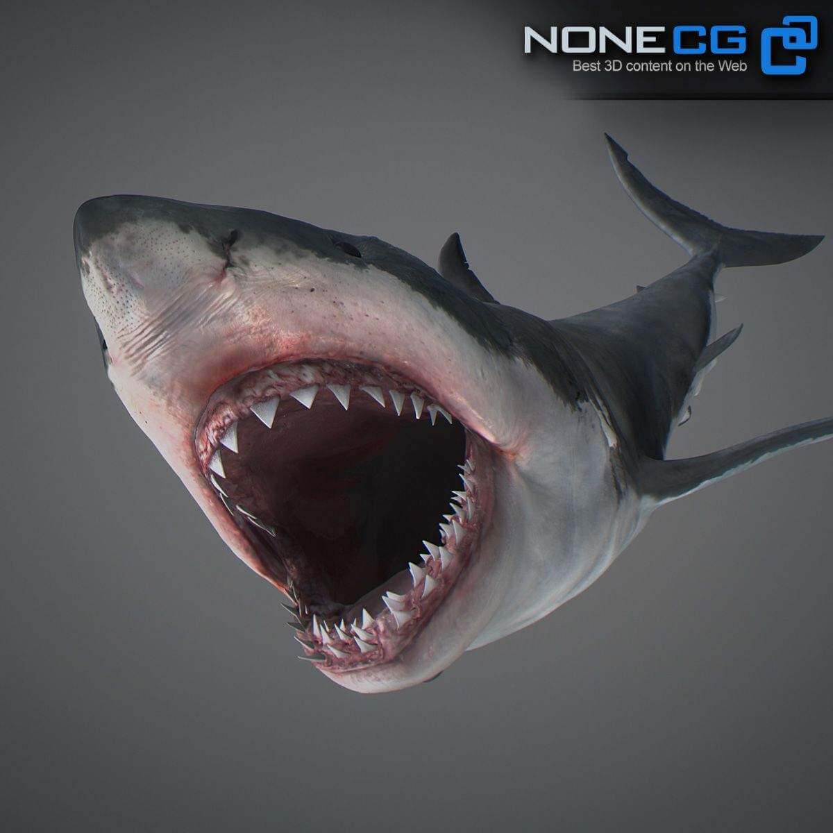 Animated White Shark - 3D Model by NoneCG