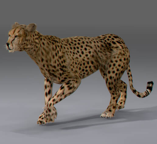 Cheetah - 3D Model by NoneCG
