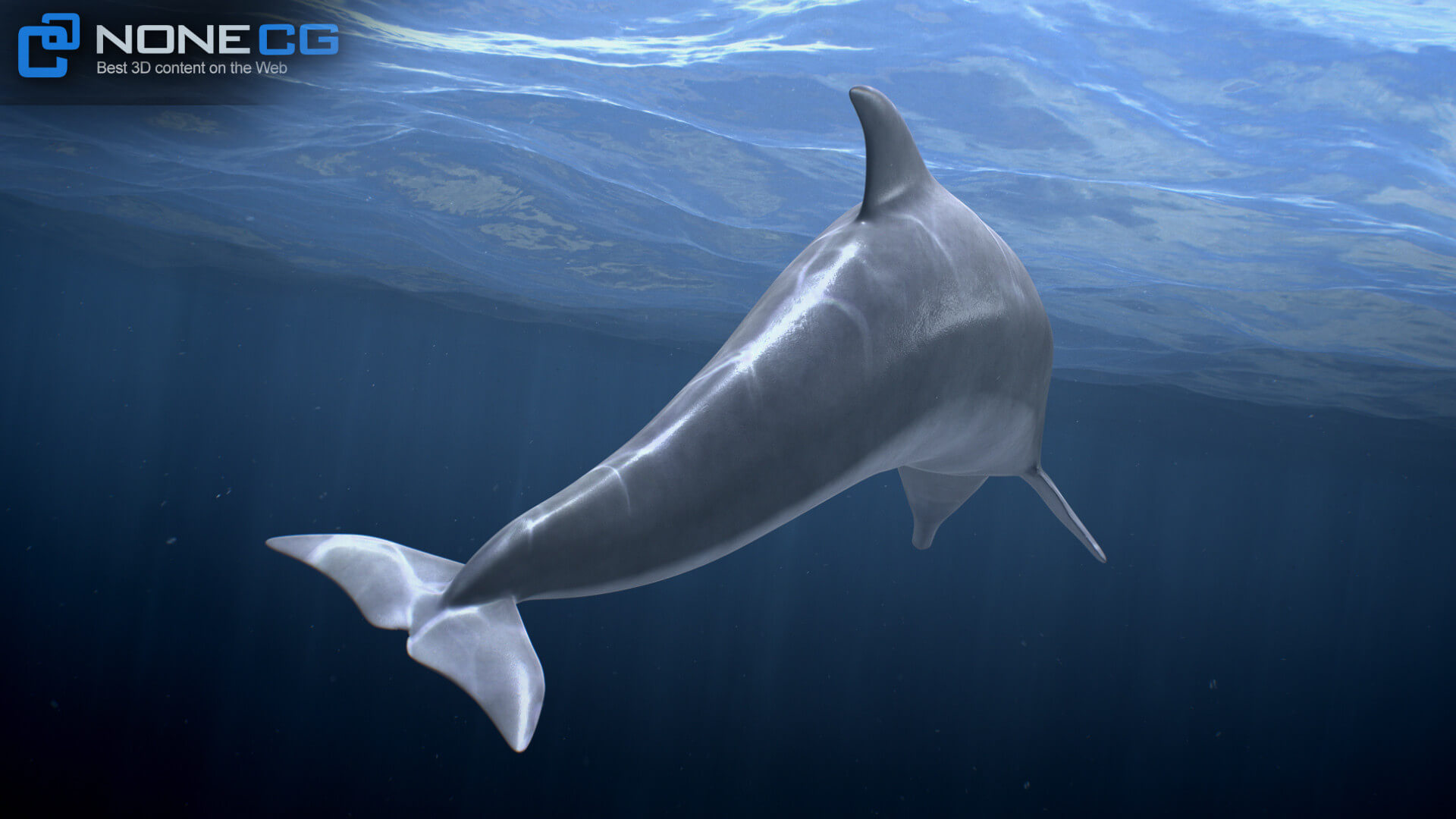 3D Animated Dolphin 3D Render, Digital Art by NoneCG