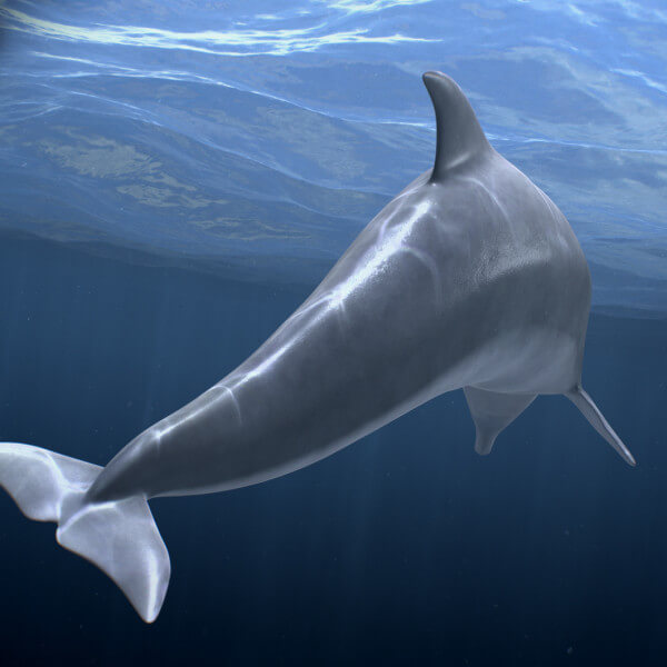 3D Animated Dolphin 3D Render | RenderHub Gallery