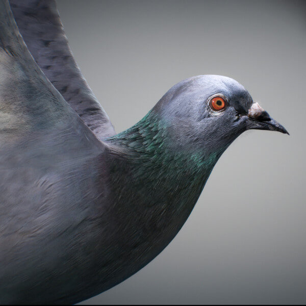 3D Animated Doves 3D Render | RenderHub Gallery