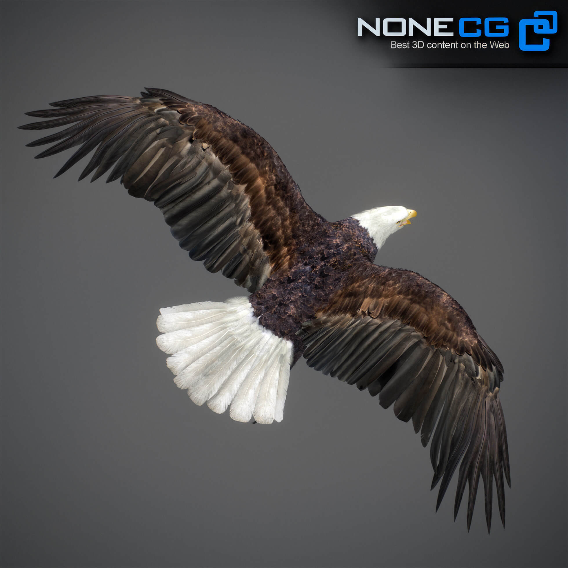3D Animated Eagles 3D Render, Digital Art by NoneCG
