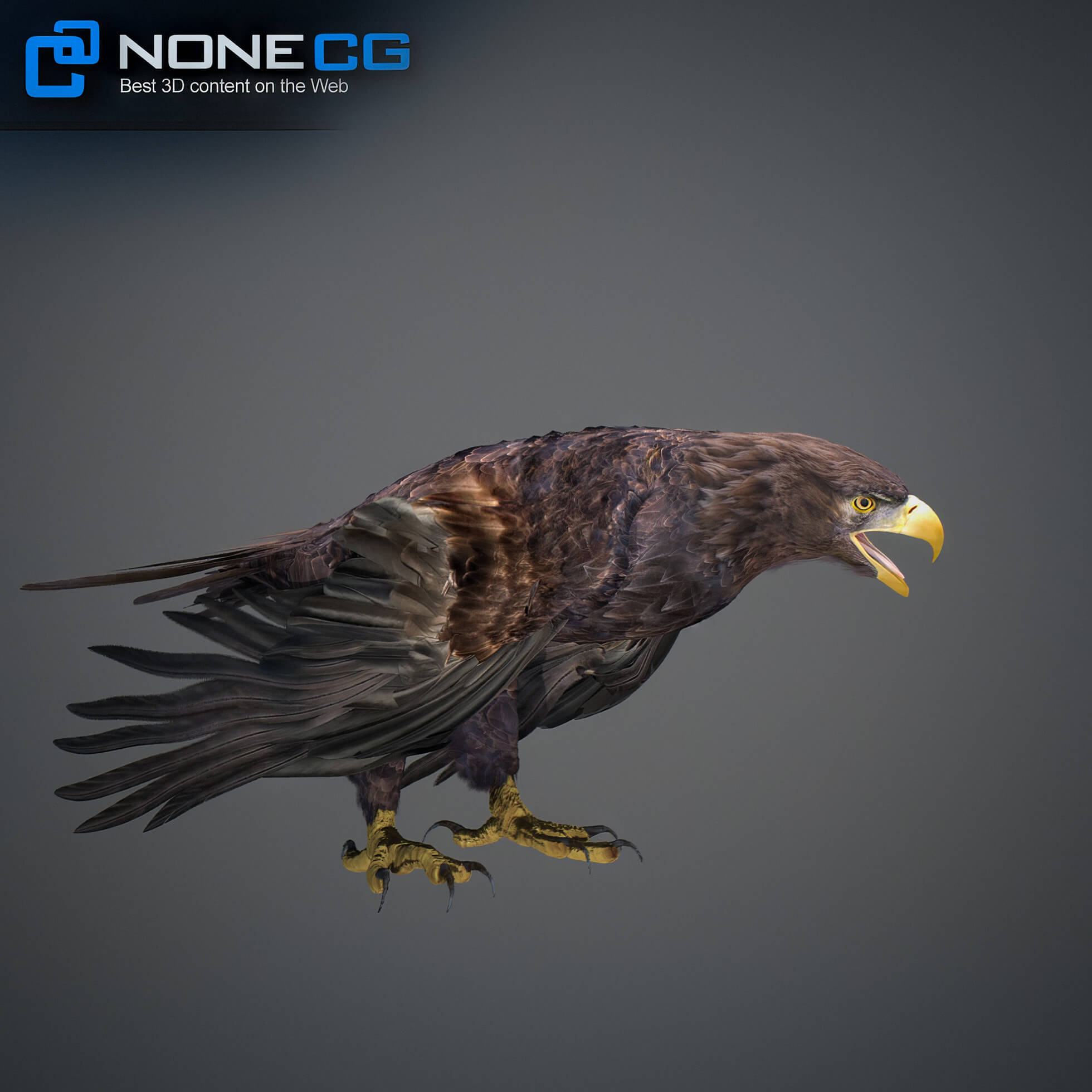 3D Animated Eagles 3D Render, Digital Art by NoneCG