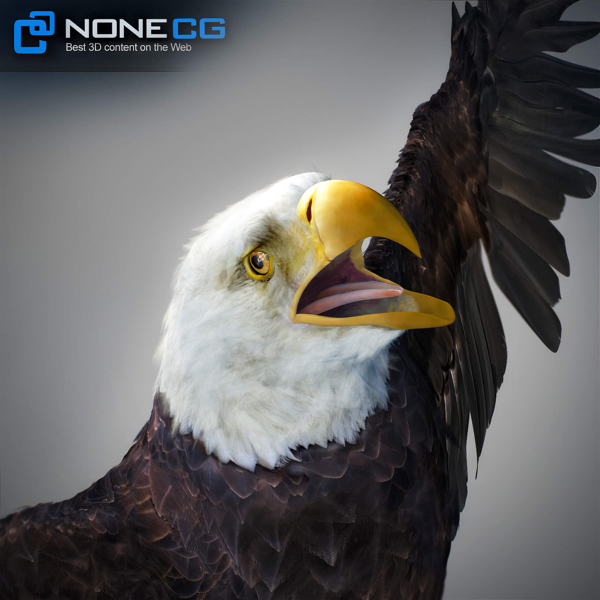 3D Animated Eagles 3D Render, Digital Art by NoneCG