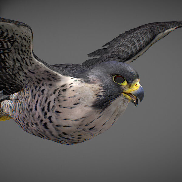 3D Animated Falcon 3D Render | RenderHub Gallery