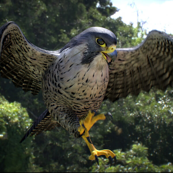 3D Animated Falcon 3D Render | RenderHub Gallery