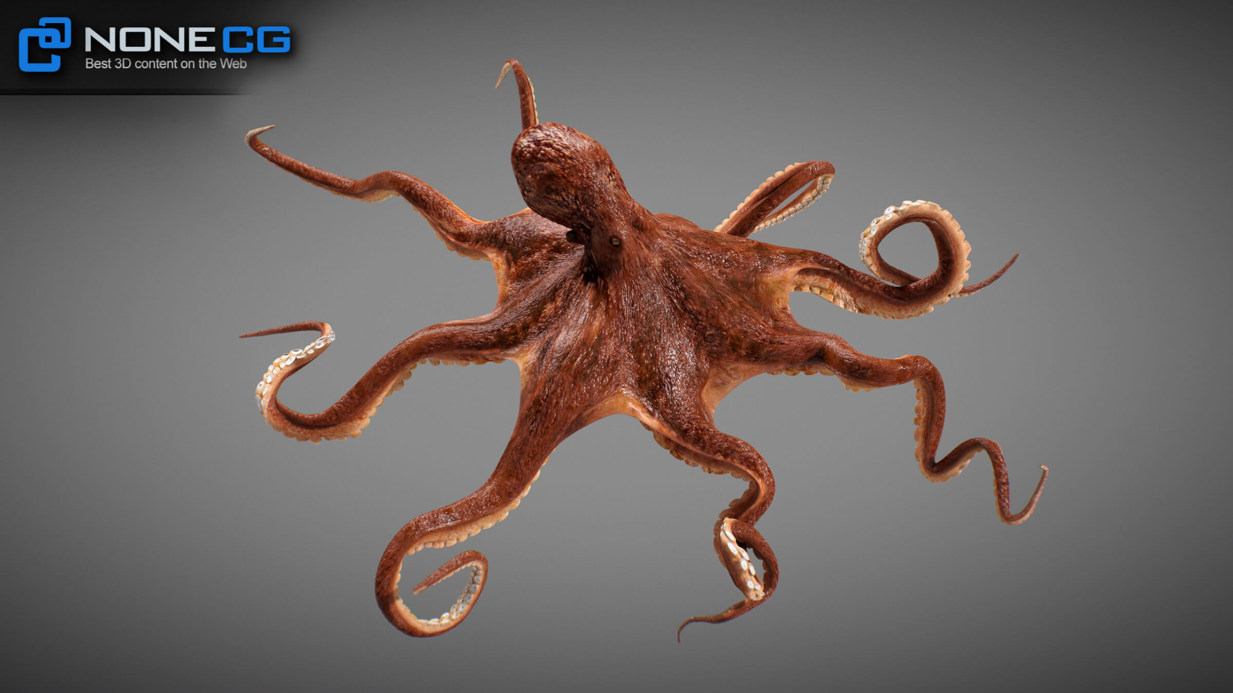 3D Animated Octopus 3D Render | RenderHub Gallery