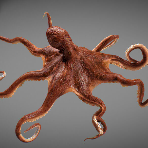 3D Animated Doves 3D Render | RenderHub Gallery