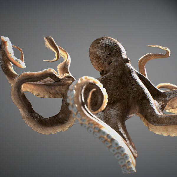 3D Animated Dolphin 3D Render | RenderHub Gallery