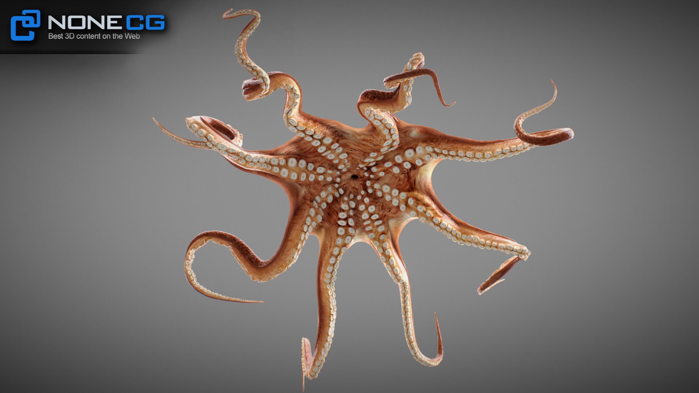 3D Animated Octopus 3D Render, Digital Art by NoneCG