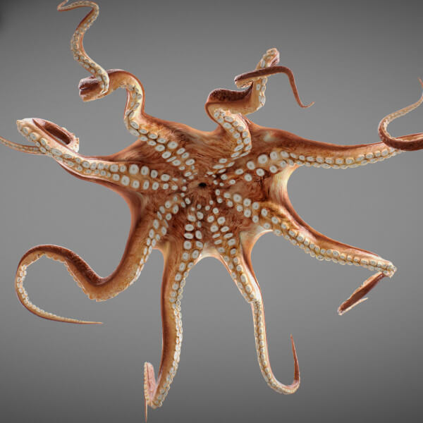 3D Animated Octopus 3D Render | RenderHub Gallery