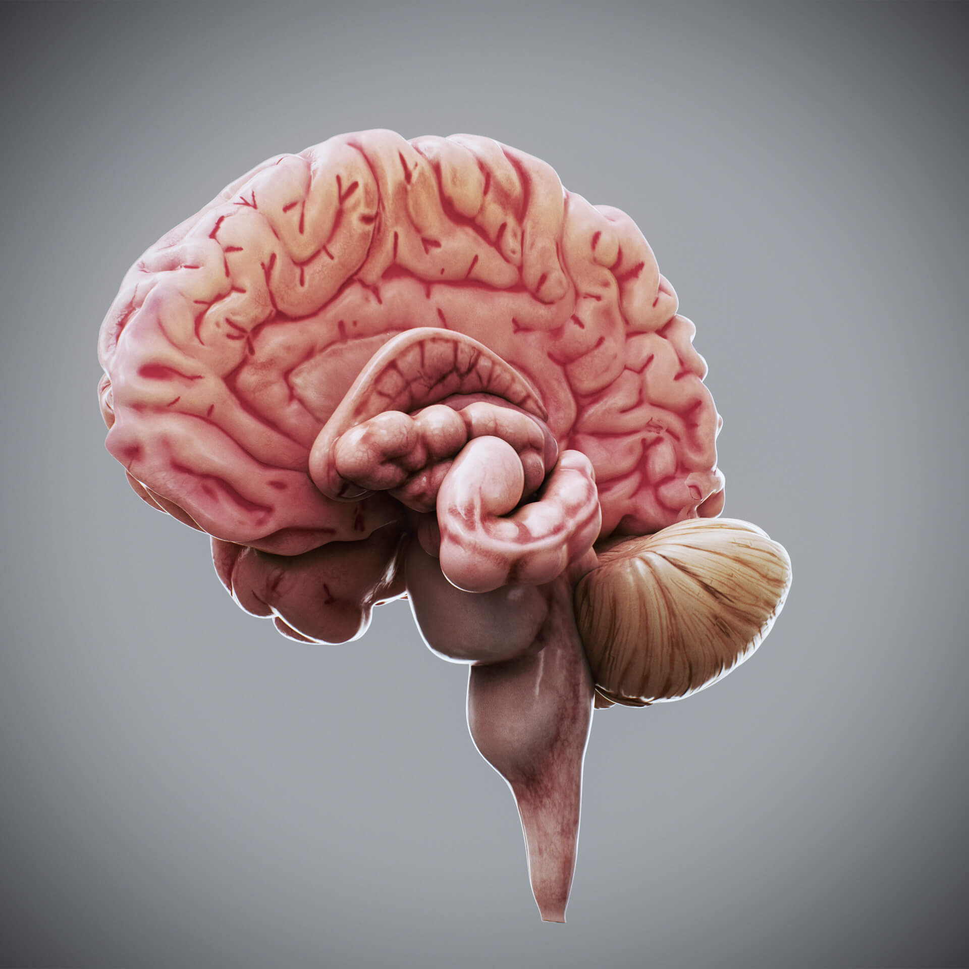 Human Brain Anatomy - 3D Model by NoneCG