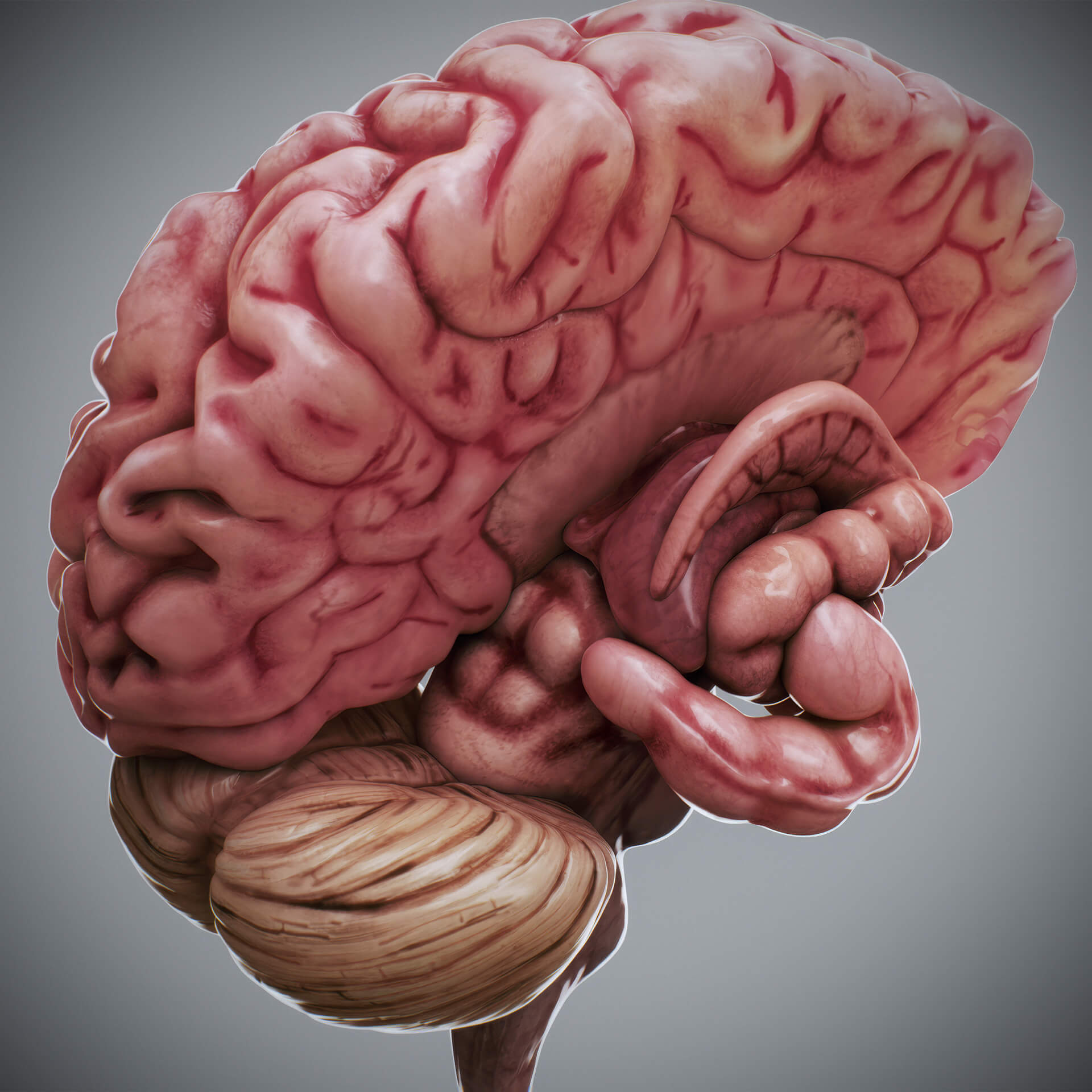 Human Brain Anatomy - 3D Model by NoneCG
