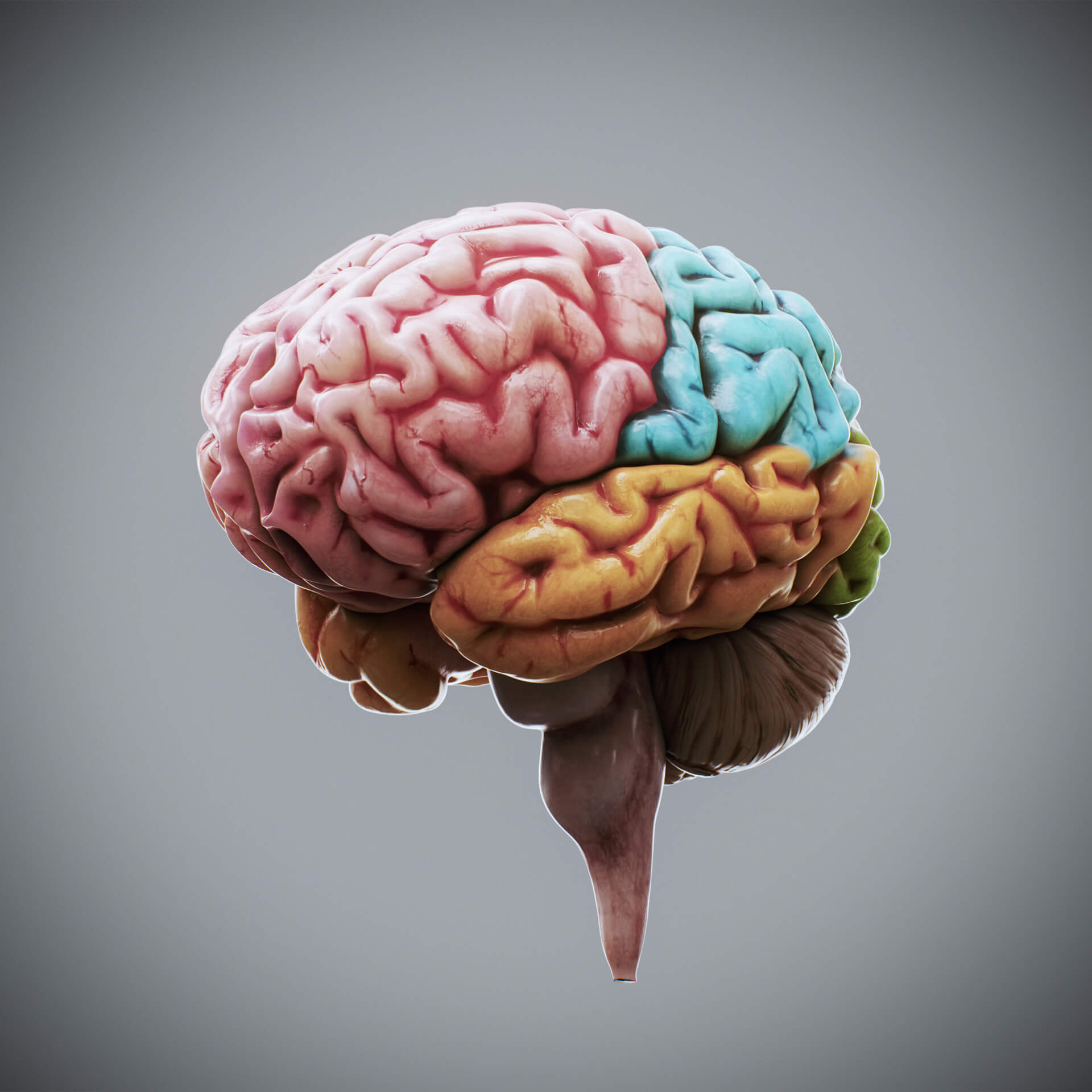 Human Brain Anatomy - 3D Model by NoneCG