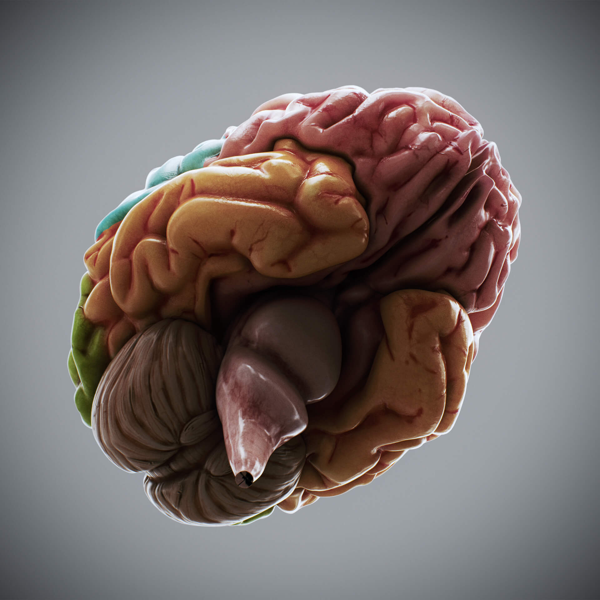 Human Brain Anatomy - 3D Model by NoneCG