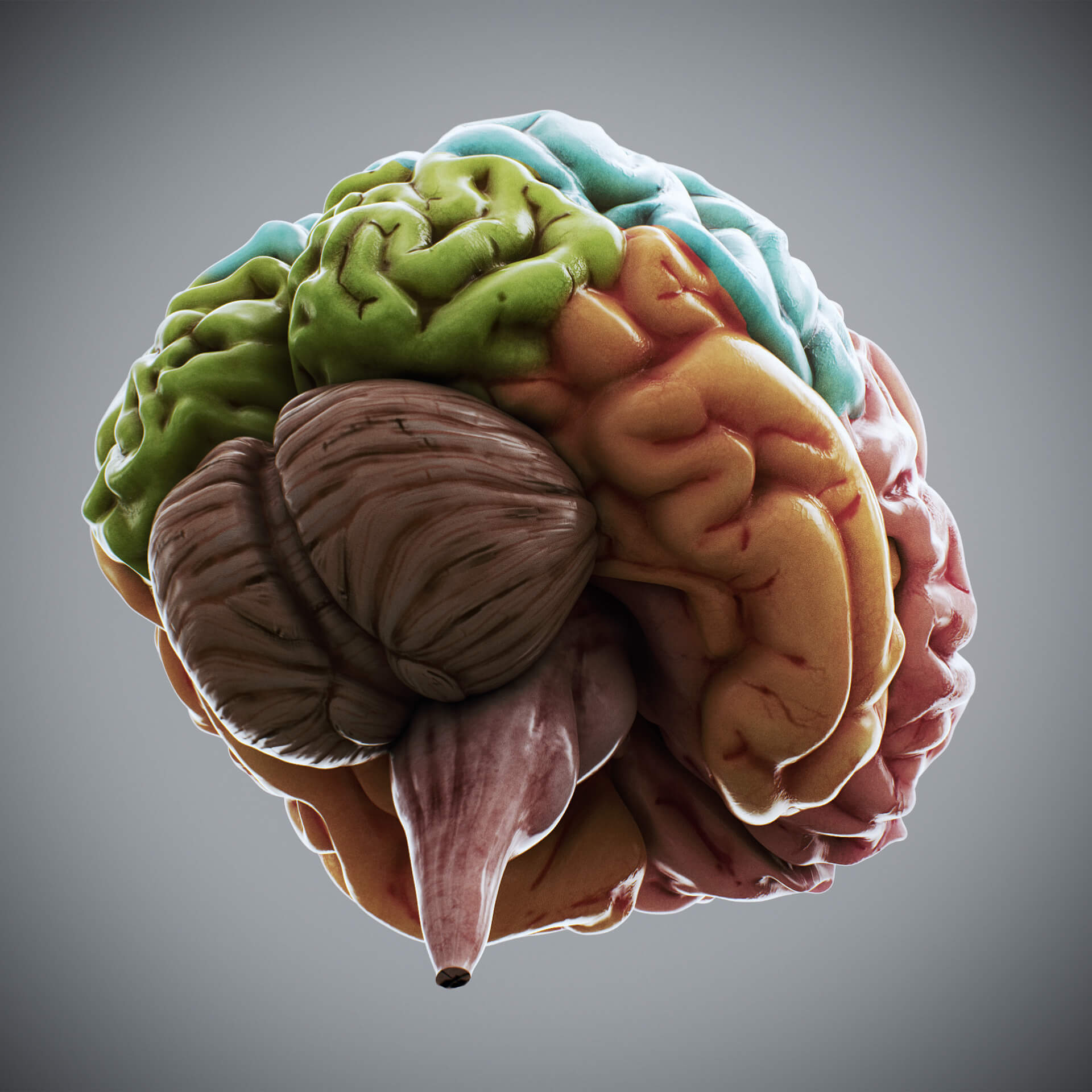 Human Brain Anatomy - 3D Model by NoneCG