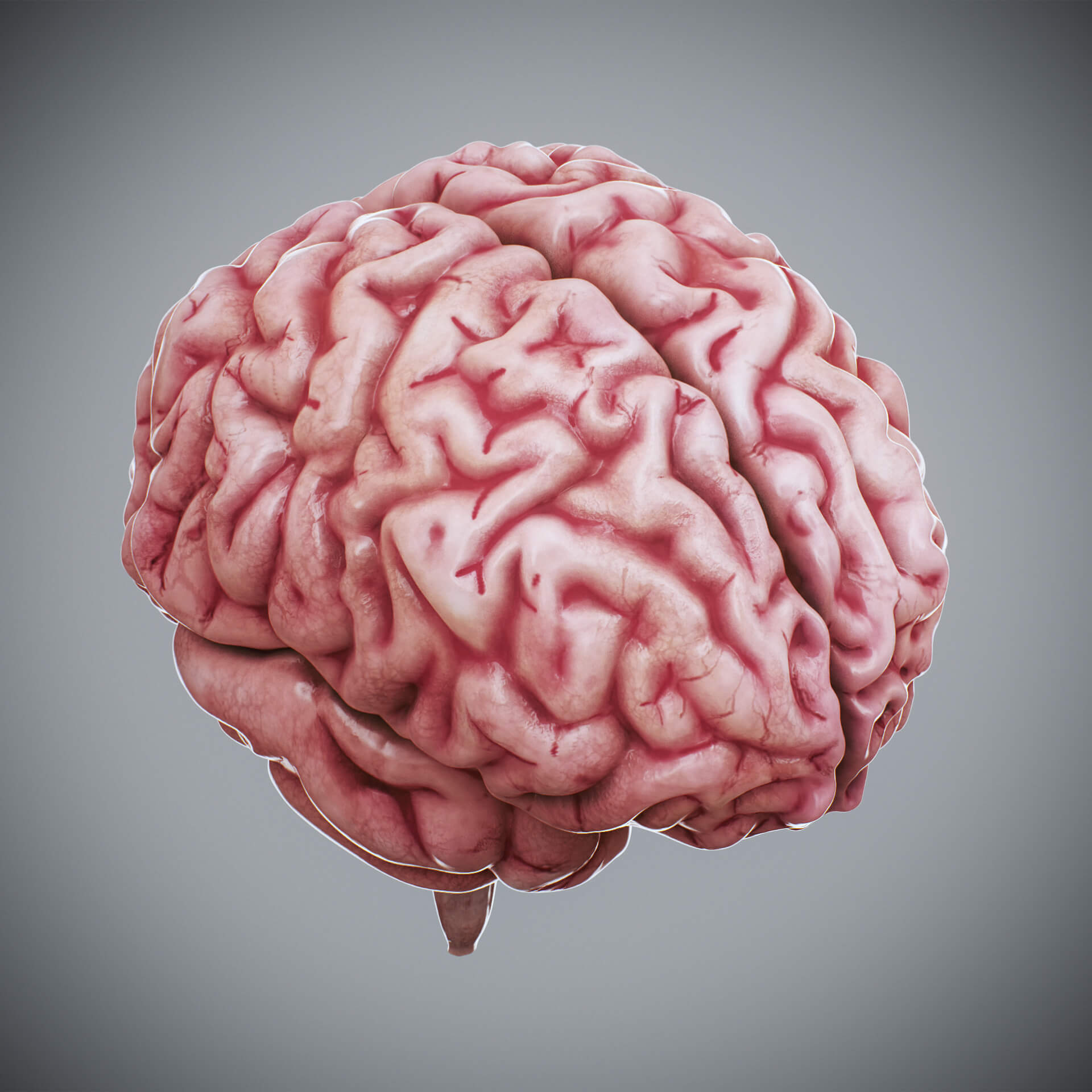 Human Brain Anatomy - 3D Model by NoneCG