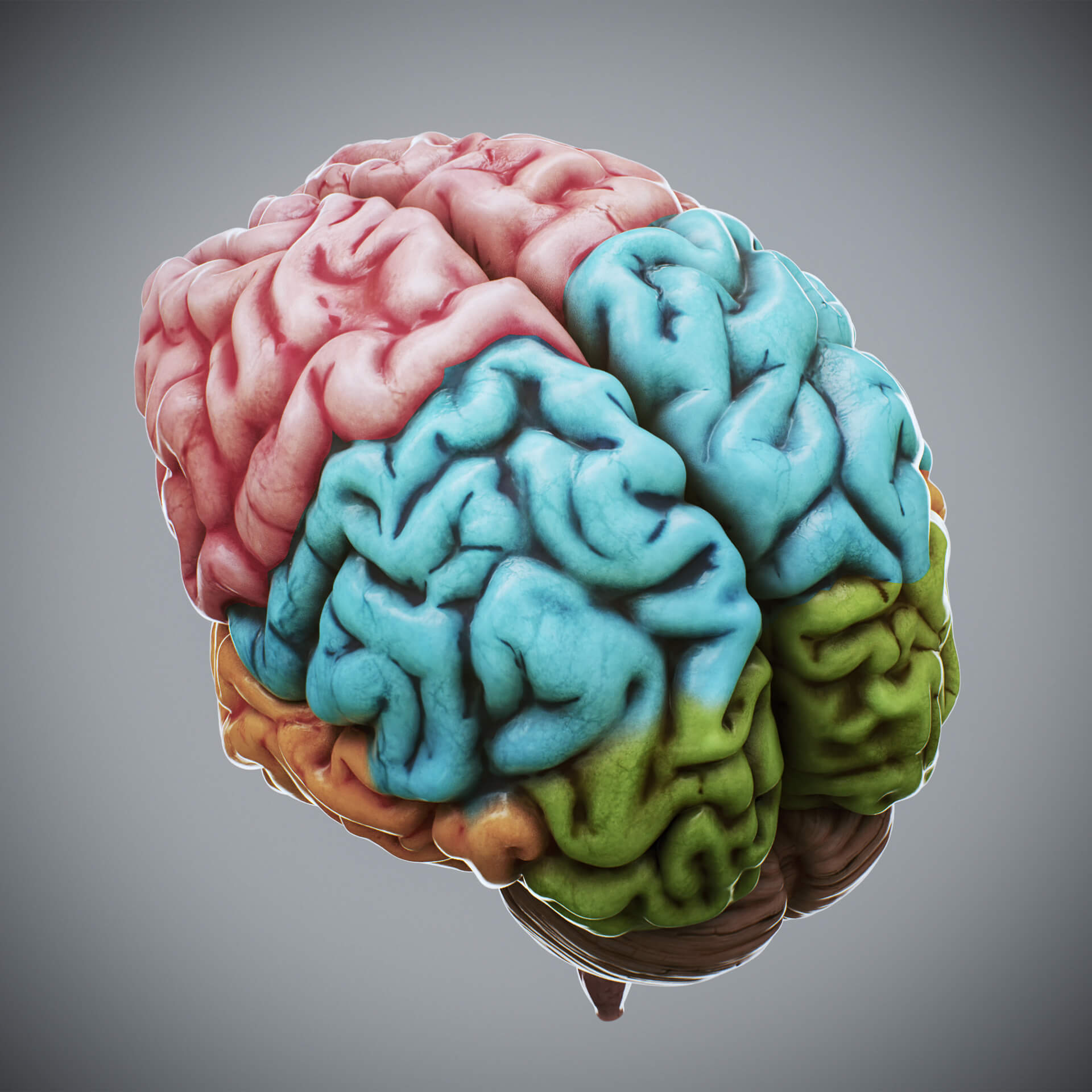 Human Brain Anatomy - 3D Model by NoneCG