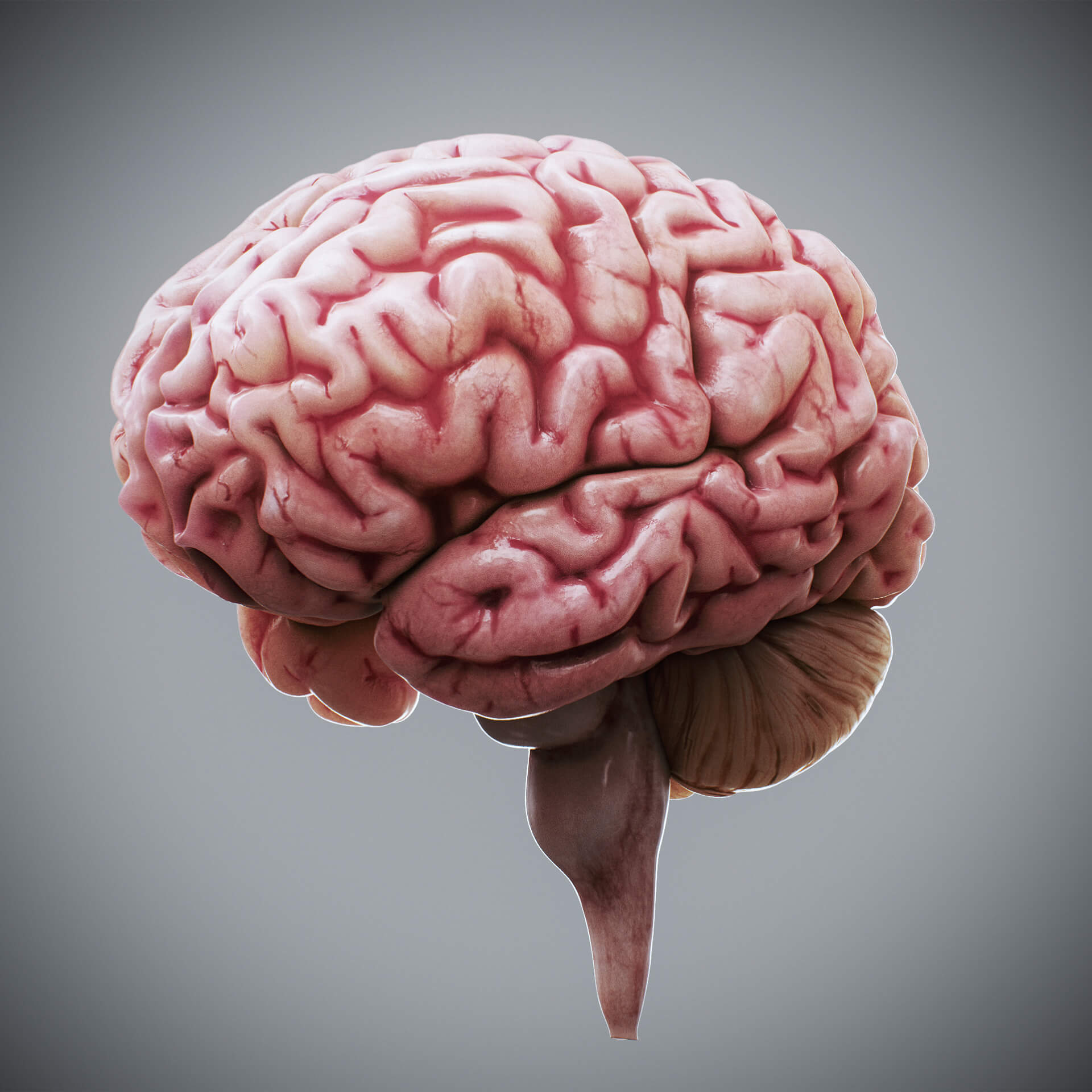 Human Brain Anatomy - 3D Model by NoneCG