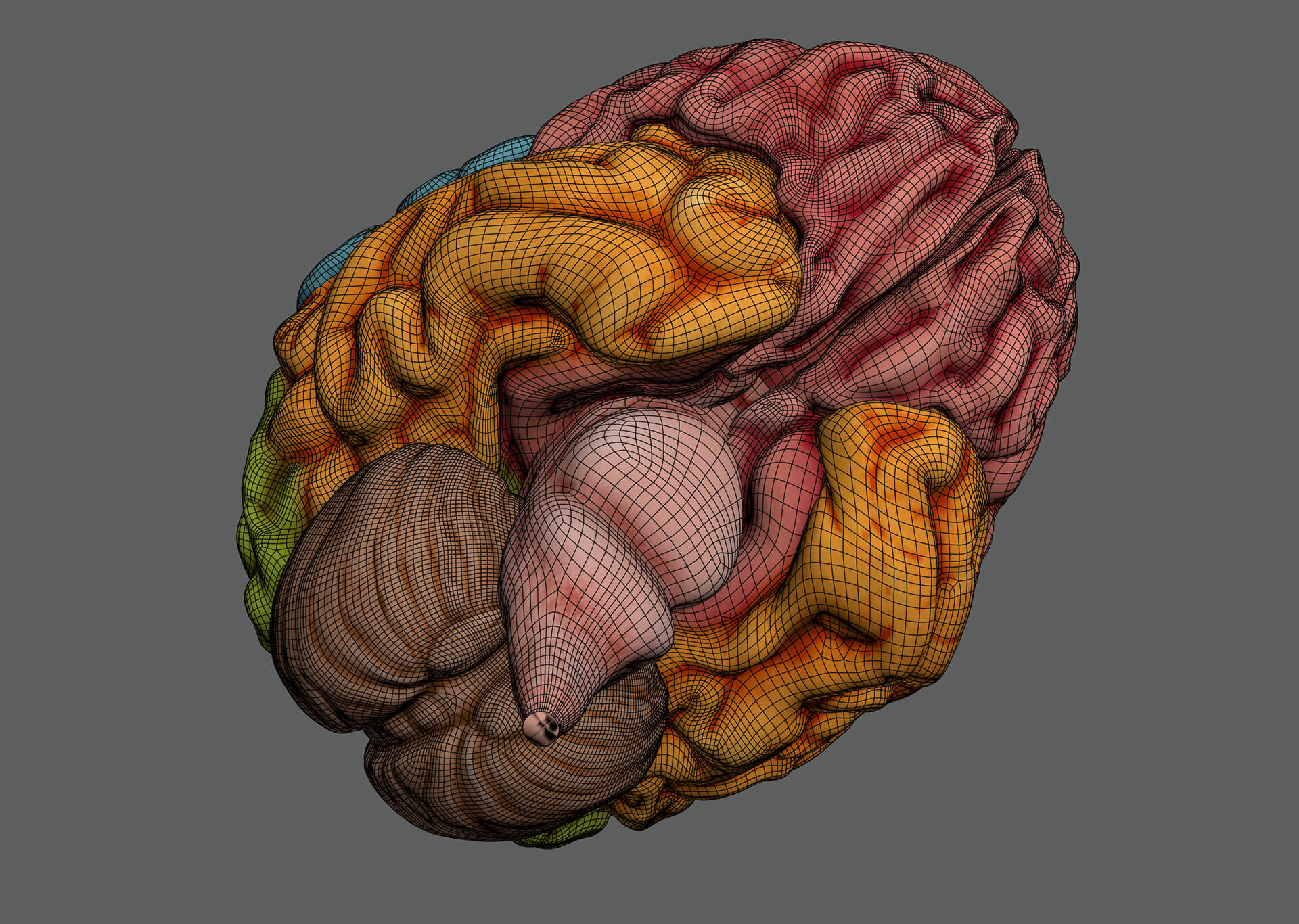 Human Brain Anatomy - 3D Model by NoneCG