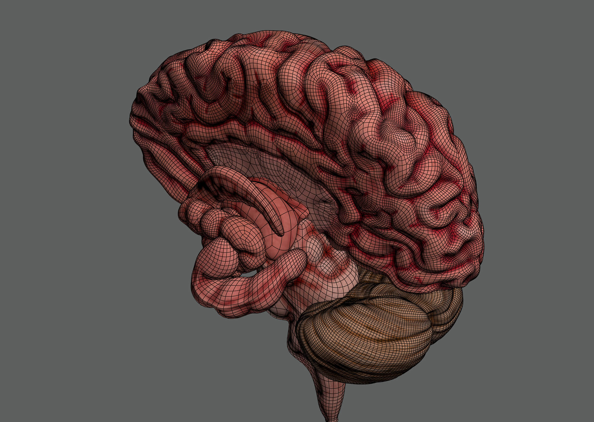 Human Brain Anatomy - 3D Model by NoneCG