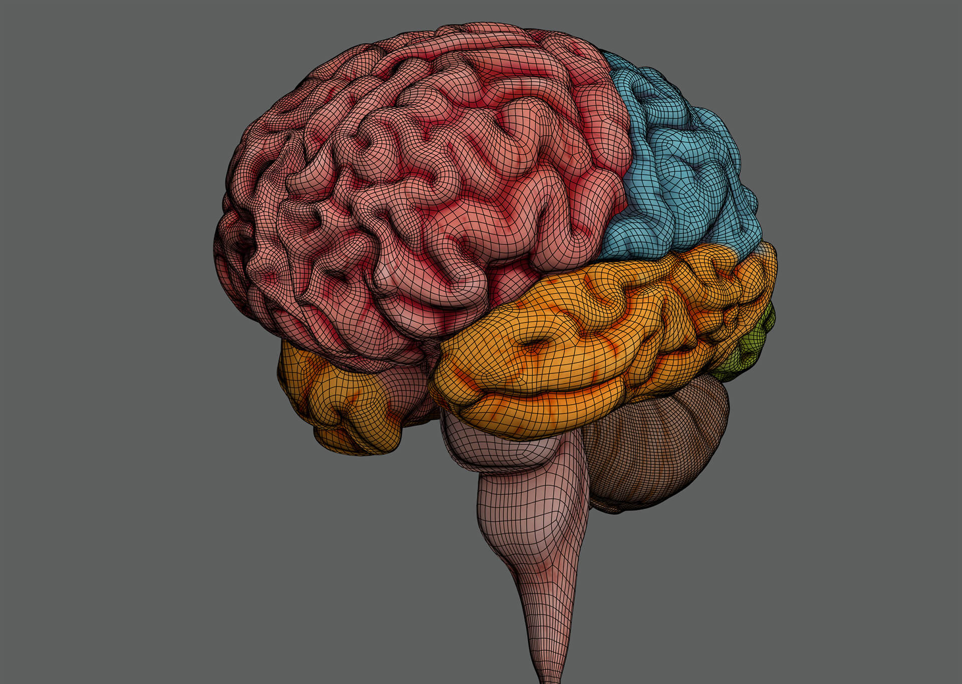Human Brain Anatomy - 3D Model by NoneCG