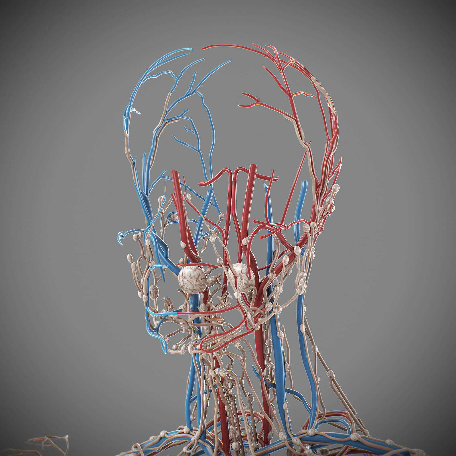 Human Male Circulatory and Lymphatic Anatomy - 3D Model by NoneCG