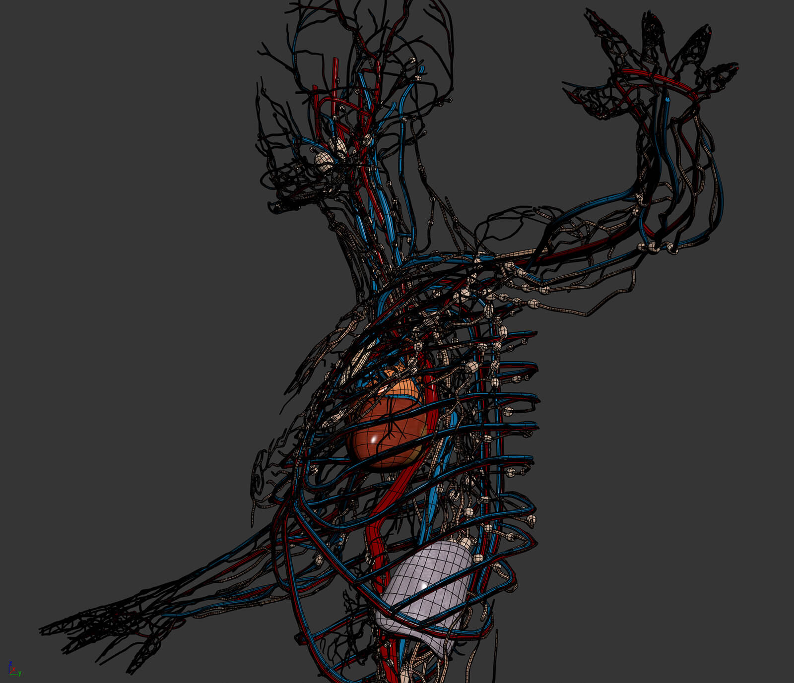 Human Male Circulatory and Lymphatic Anatomy - 3D Model by NoneCG