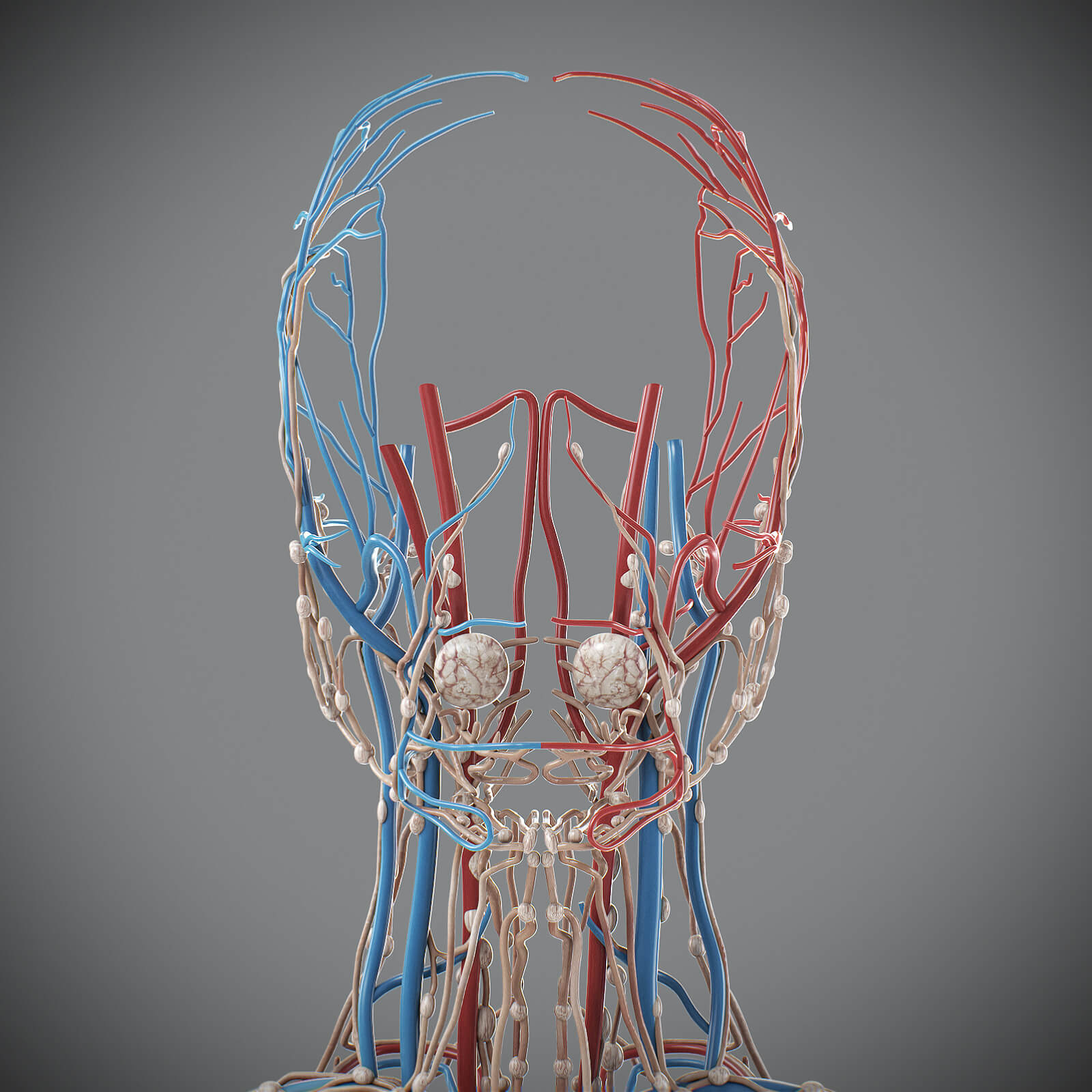 Human Male Circulatory and Lymphatic Anatomy - 3D Model by NoneCG