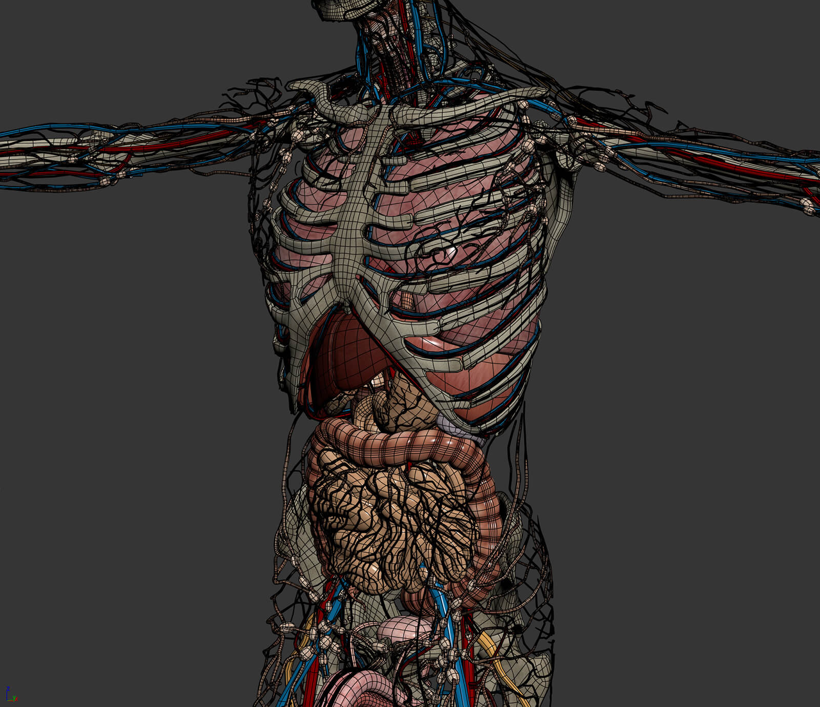 Human Male Complete Anatomy - 3D Model by NoneCG