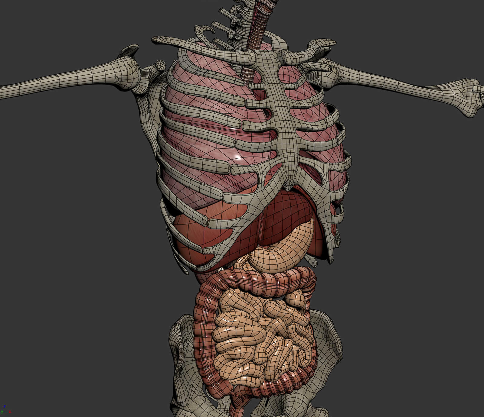 Human Male Complete Anatomy - 3D Model by NoneCG